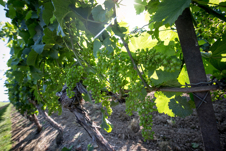 More details released for Ontario grape growers on AgriRecovery | The ...
